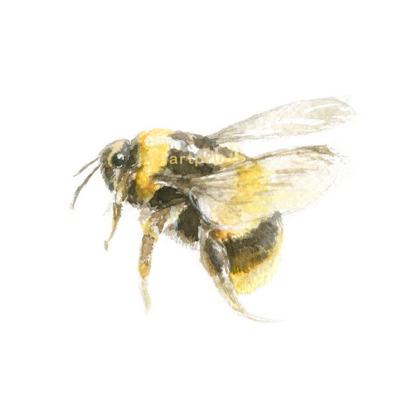 Honey Bee Print - Etsy