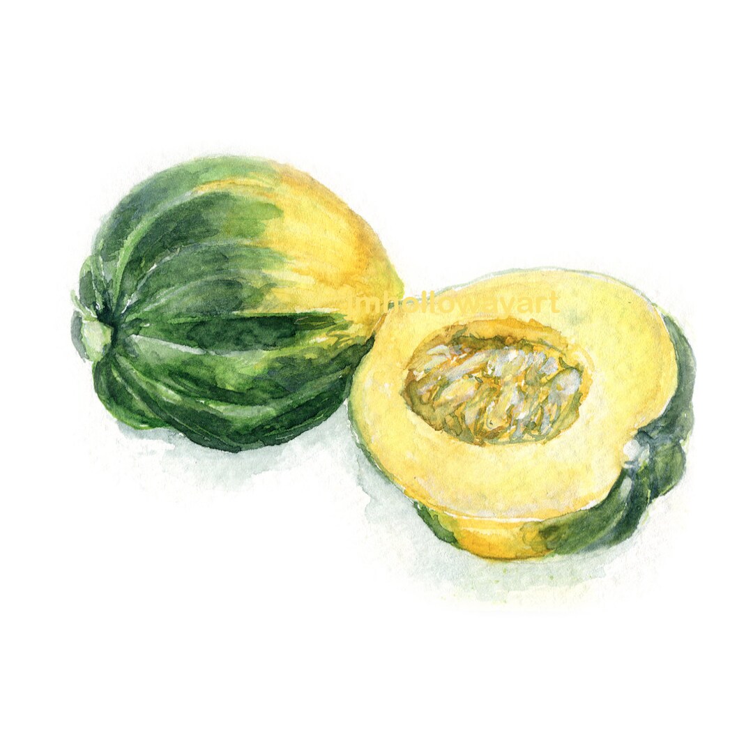 Watercolor Acorn Squash, Acorn Squash Print, Squash Print, Vegetable ...