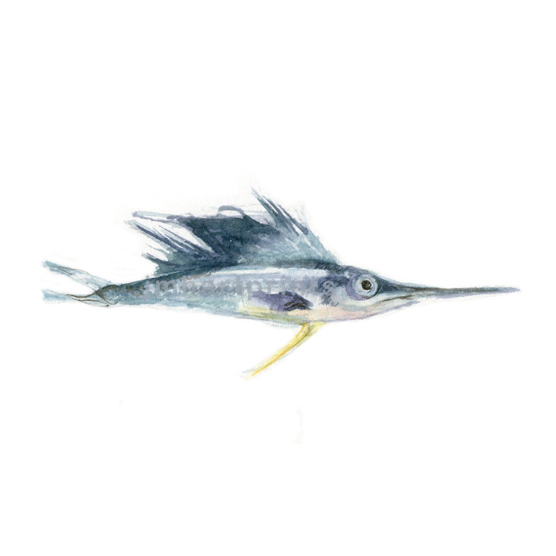 Watercolor Baby Sailfish, Baby Sailfish Print, Game Fish Print, Print ...
