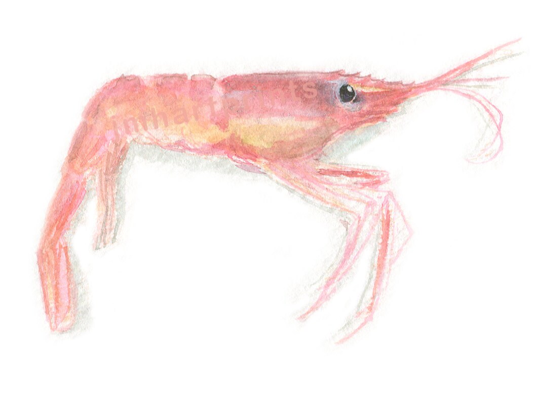 Watercolor Shrimp, Shrimp Art Print - Etsy