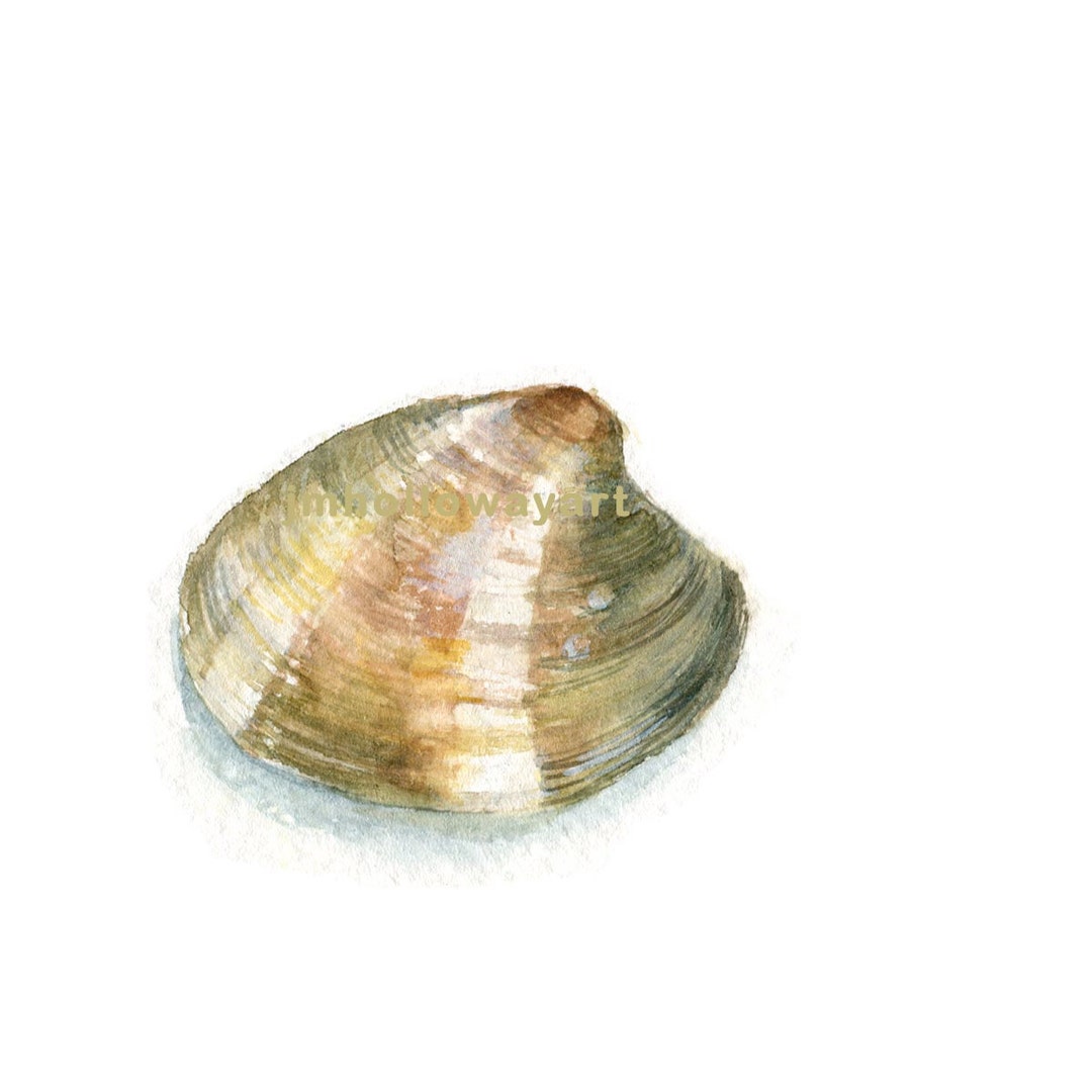 Art, Clam, Watercolor, Clam Print, Clam Shell Print, Shell Print - Etsy