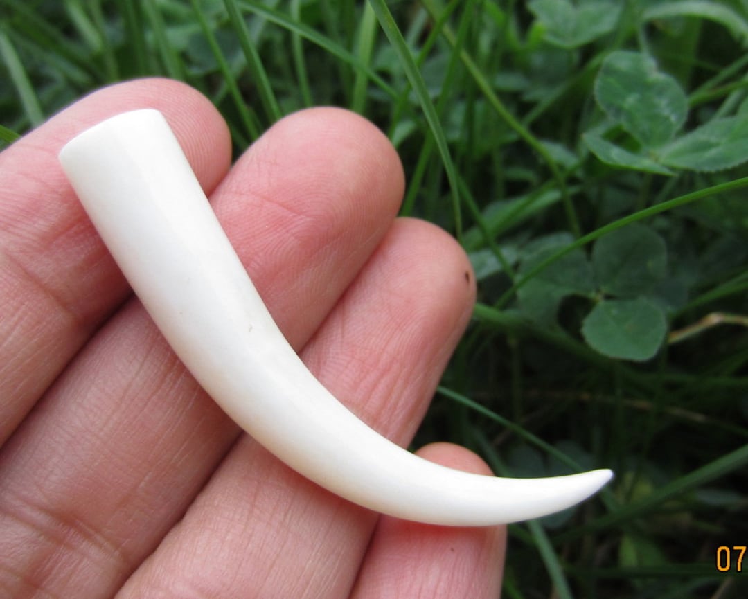 Excellent Carved Buffalo Bone Talon, Pendant, Claw, NOT Drilled ...