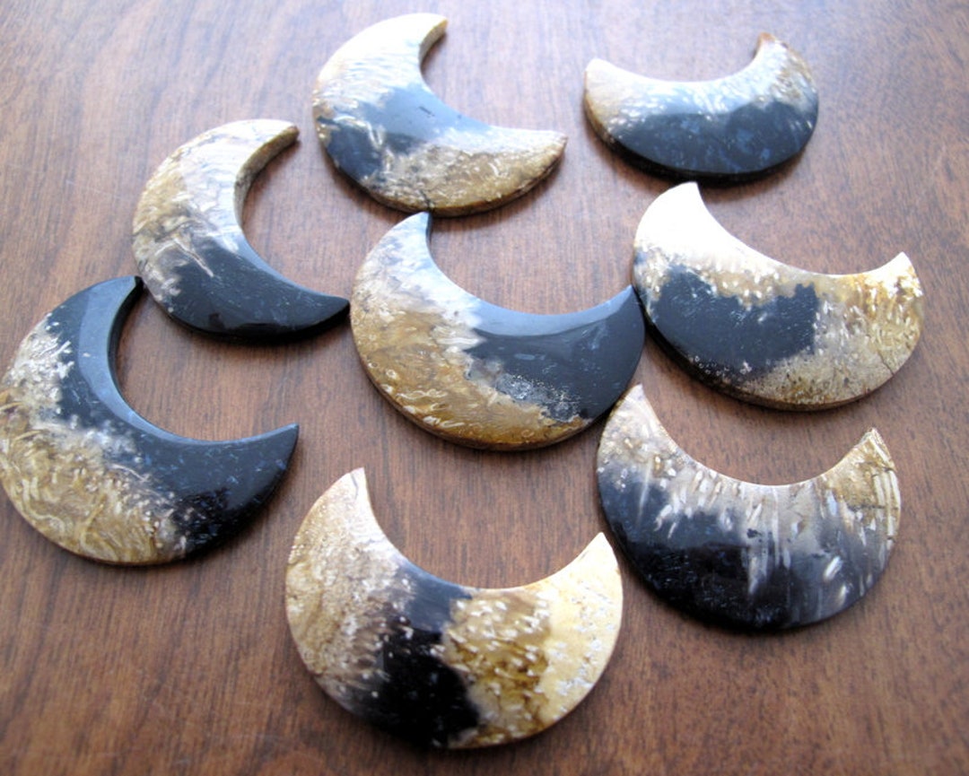 SALE Fossilized Palm Root Fossil, Rare, Flat-backed Crescent Moon, Half ...