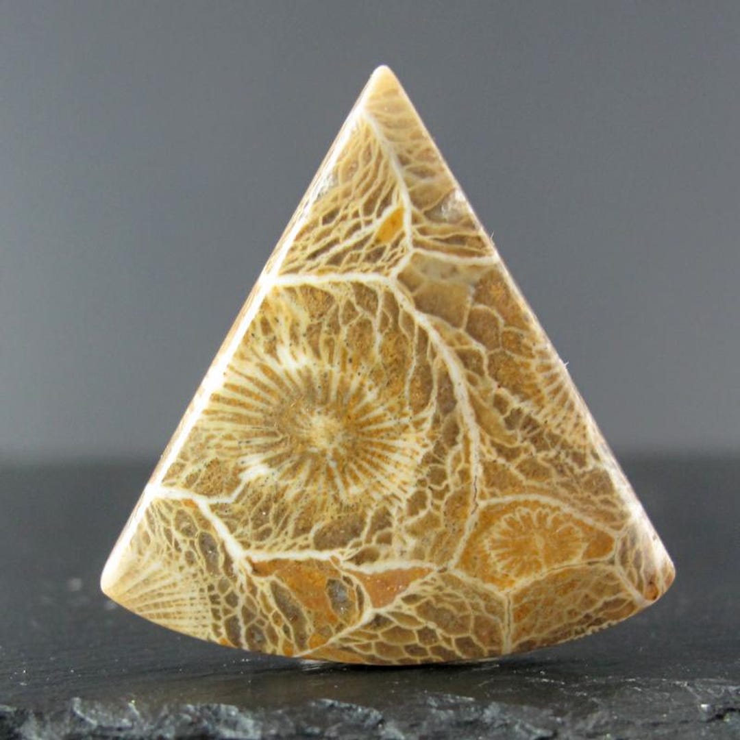 Triangle Moroccan Fossil Coral S10607 - Etsy