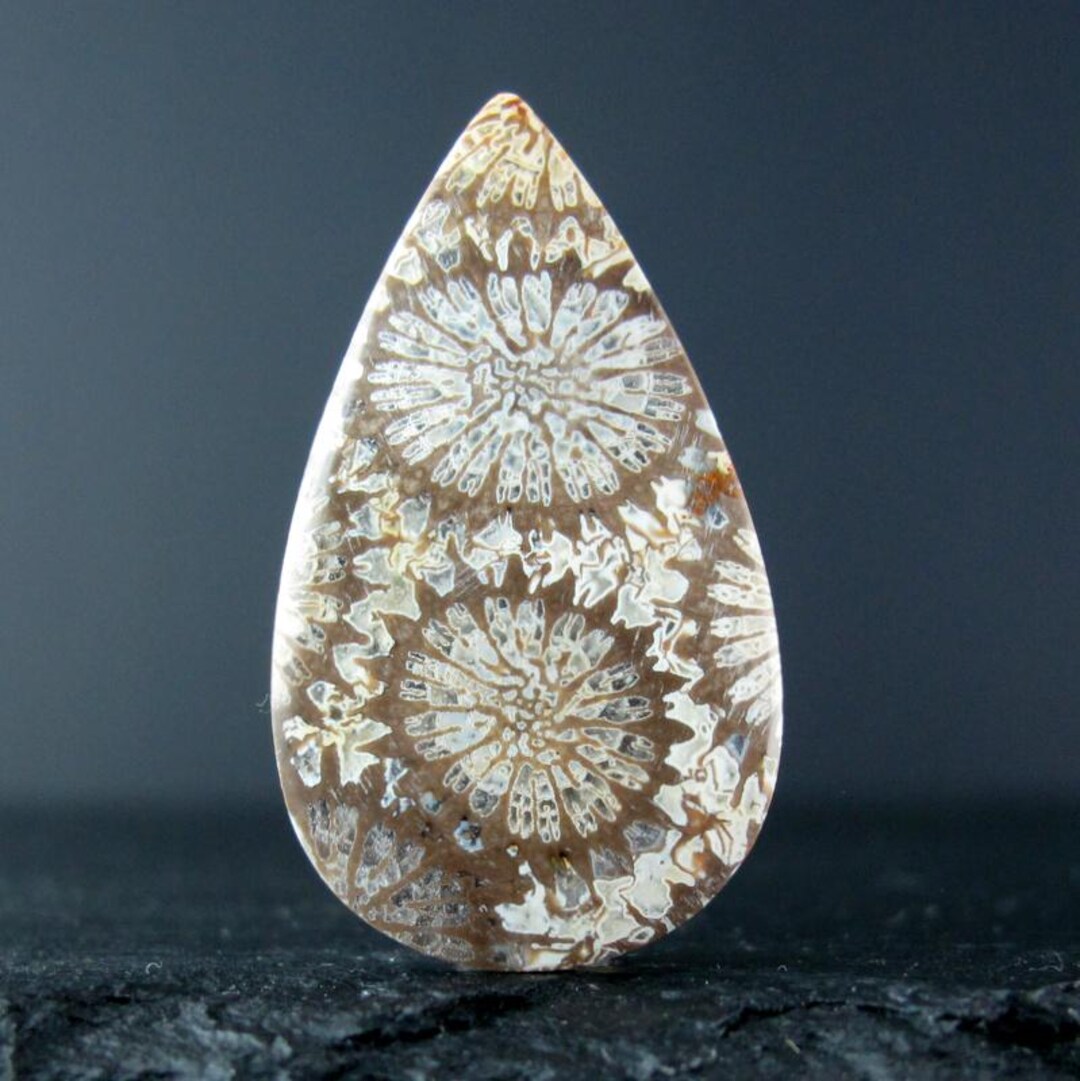 Beautiful Tear Drop Fossil Coral, Semiprecious Stone, Jewelry Making ...