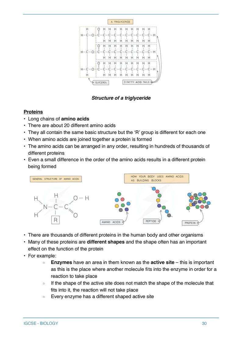 CIE IGCSE Biology Illustrated Revision Notes by ELLE99 Tutoring - Etsy