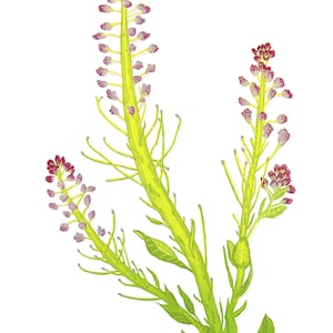 Caulanthus Inflatus, Herbarium Series, Original Art, Linocut Relief ...