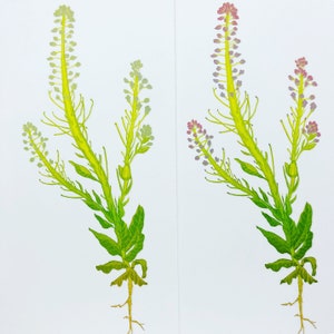 Caulanthus Inflatus, Herbarium Series, Original Art, Linocut Relief ...