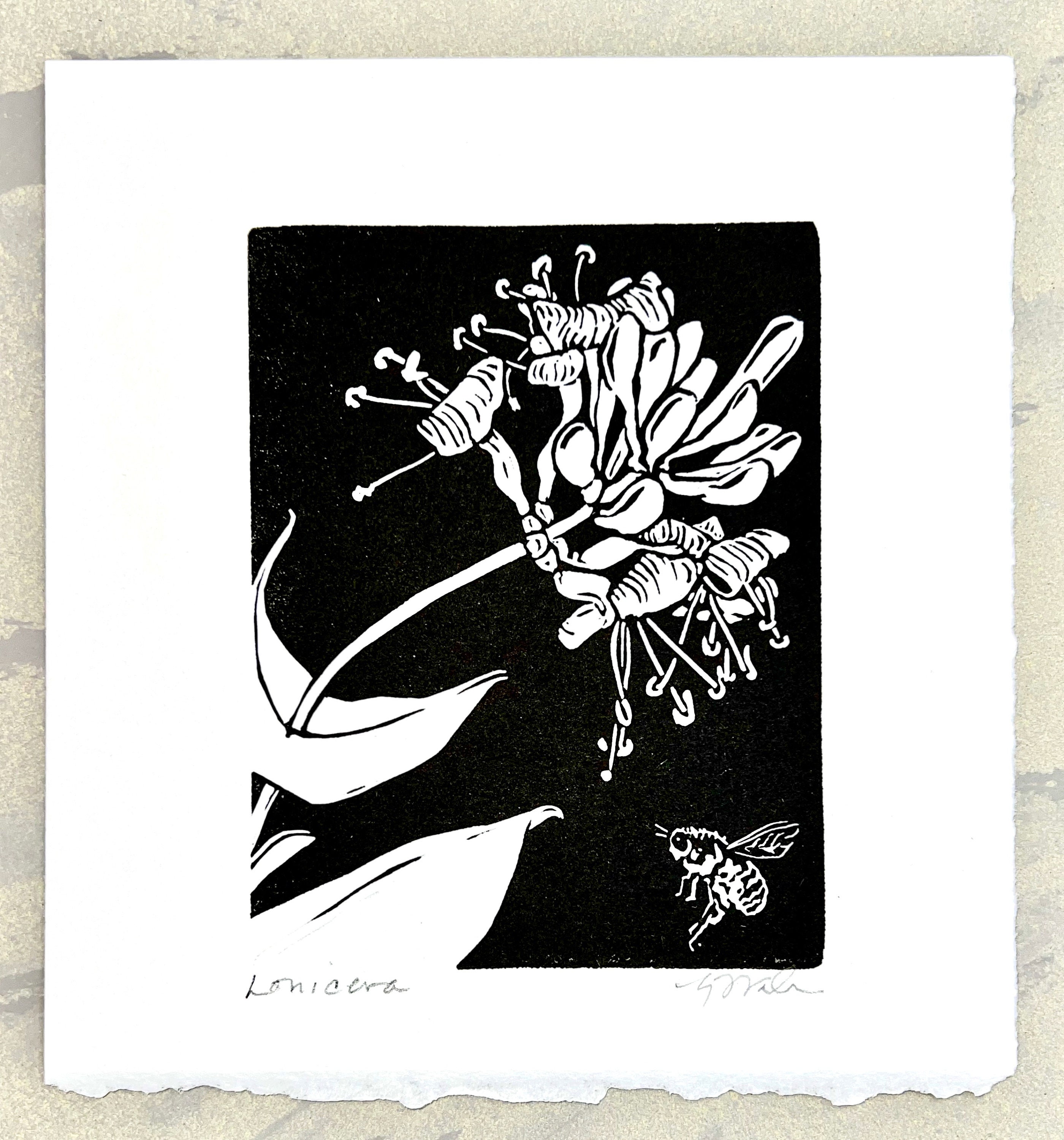LONICERA Wild Honeysuckle, Linocut Relief Print, Inktober 2021, Native ...