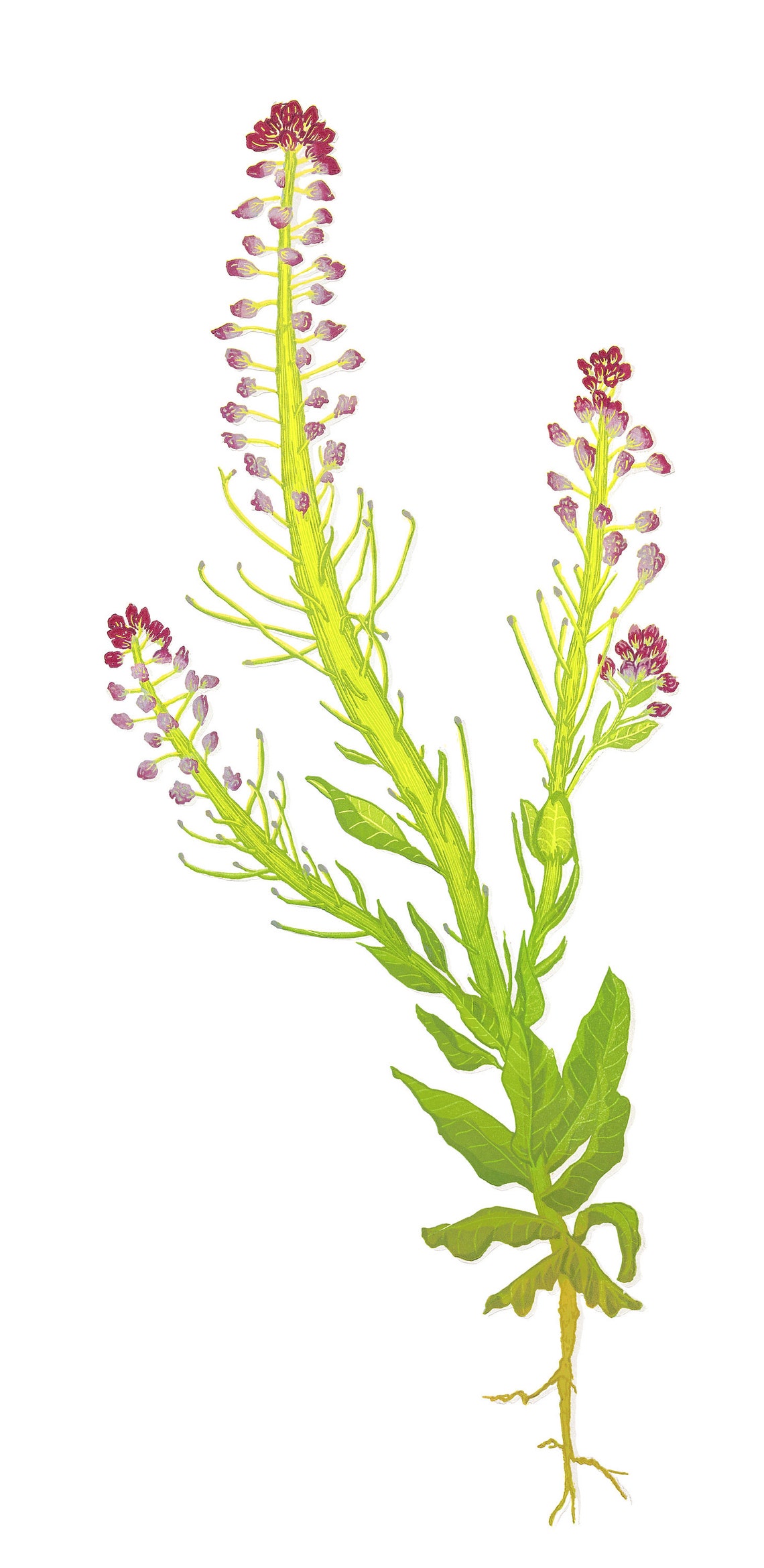 Caulanthus Inflatus, Herbarium Series, Original Art, Linocut Relief ...