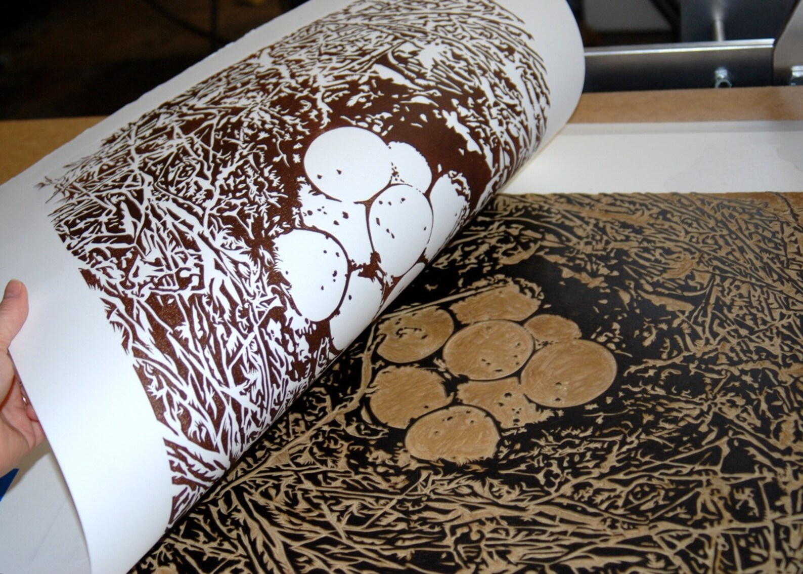 Linocut Relief Print Original Art 16x20 CASSIN'S NEST - Etsy