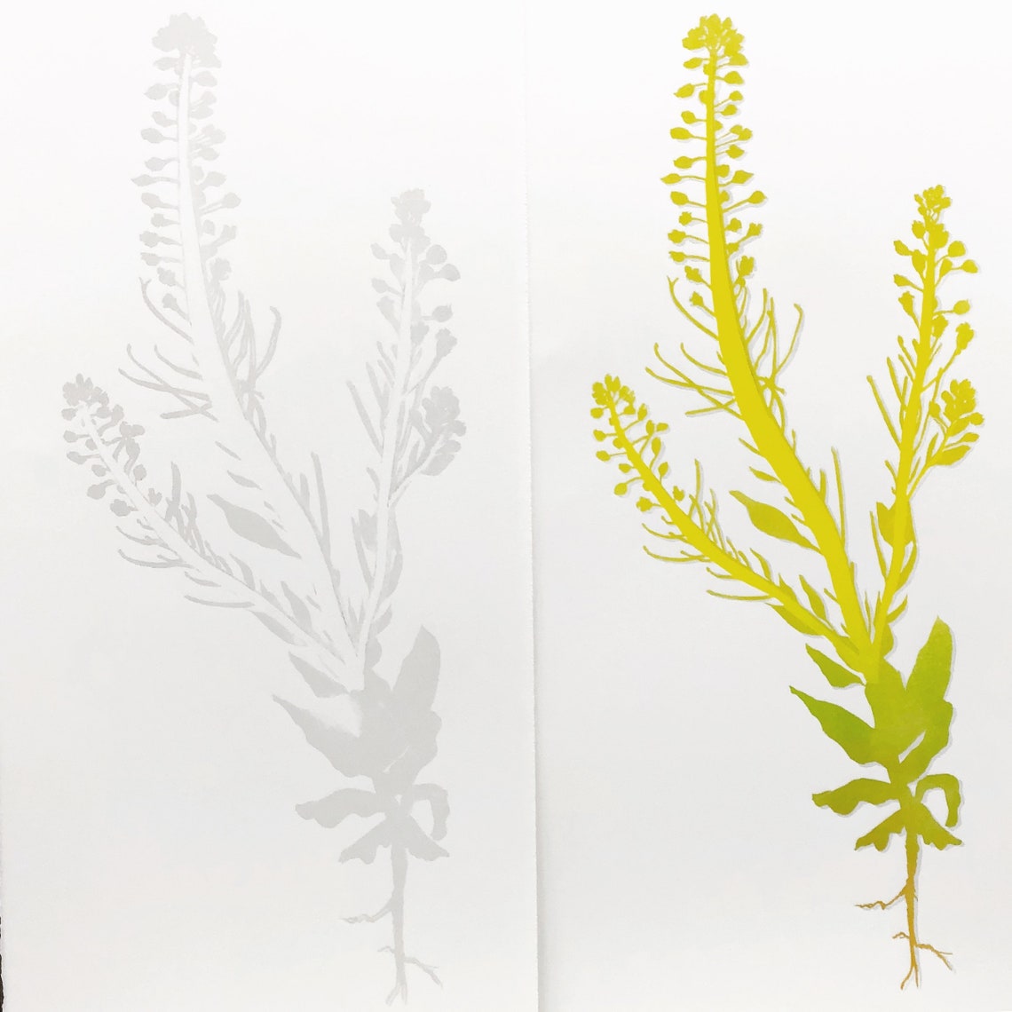 Caulanthus Inflatus, Herbarium Series, Original Art, Linocut Relief ...