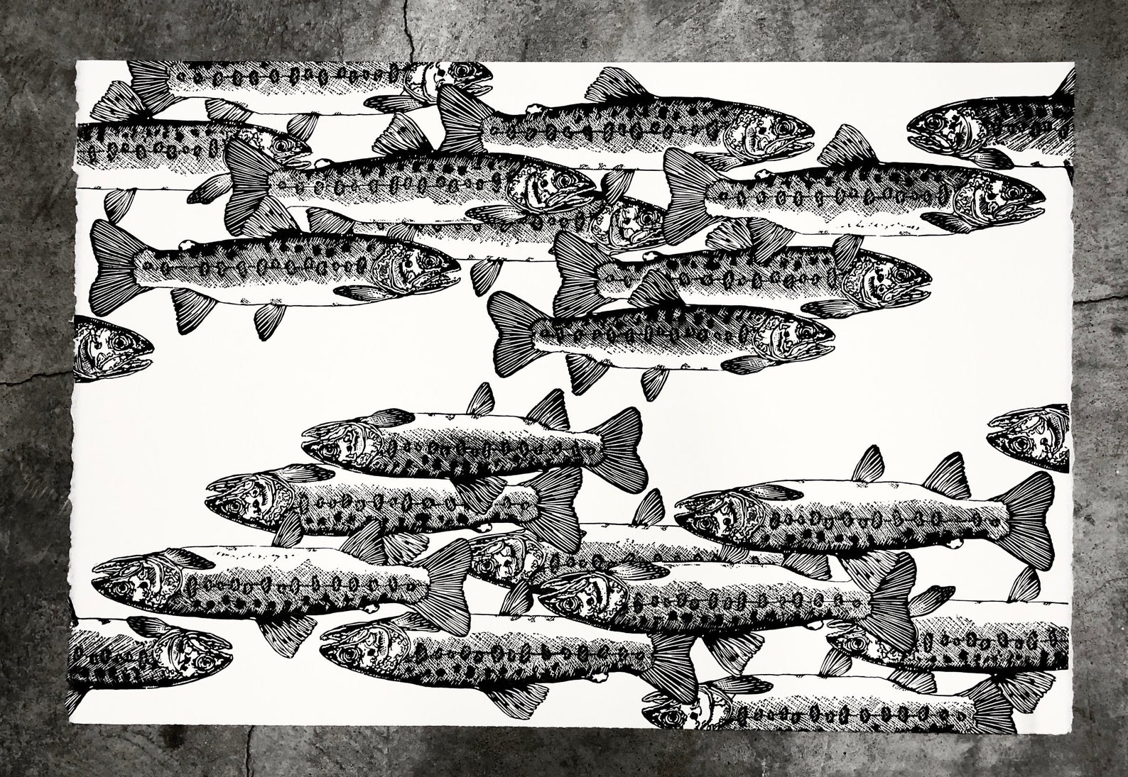 Paiute Cutthroat Trout - Sierra Nevada, 15 X 22, Black & White Linocut ...
