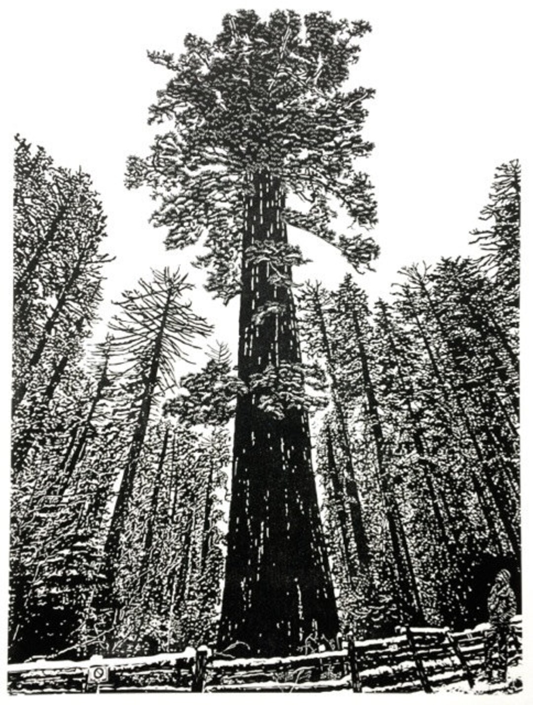 Sequoiadendron Giganteum Yosemite Giant Sequoia Fine Art - Etsy