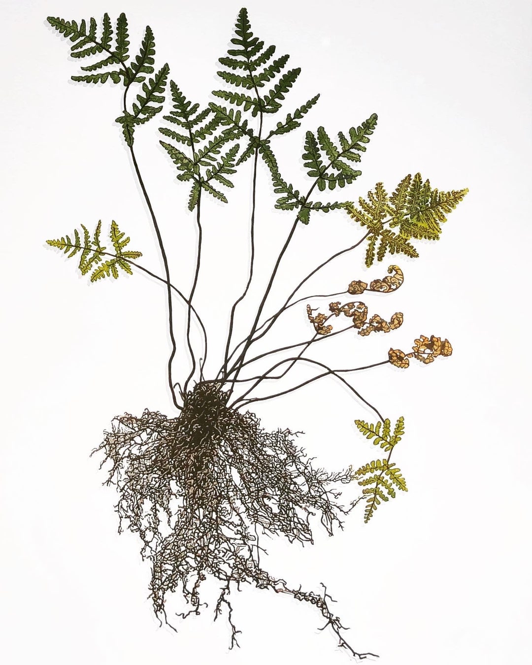 Pentagramma Triangularis, Goldenback Fern, Herbarium Series, Original ...