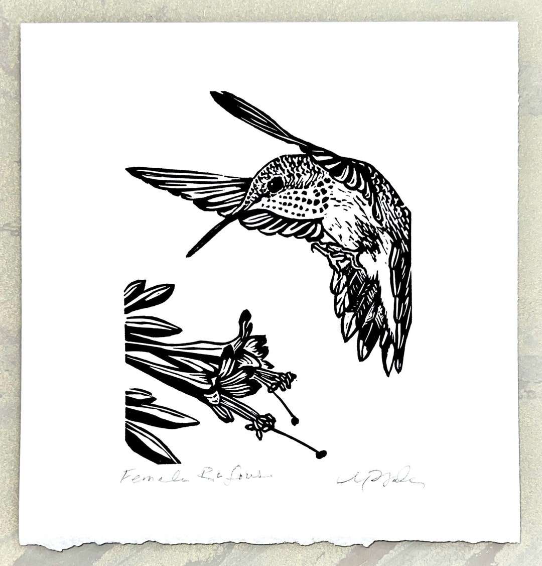 FEMALE RUFOUS Hummingbird, Linocut Relief Print, Inktober 2021, Native ...