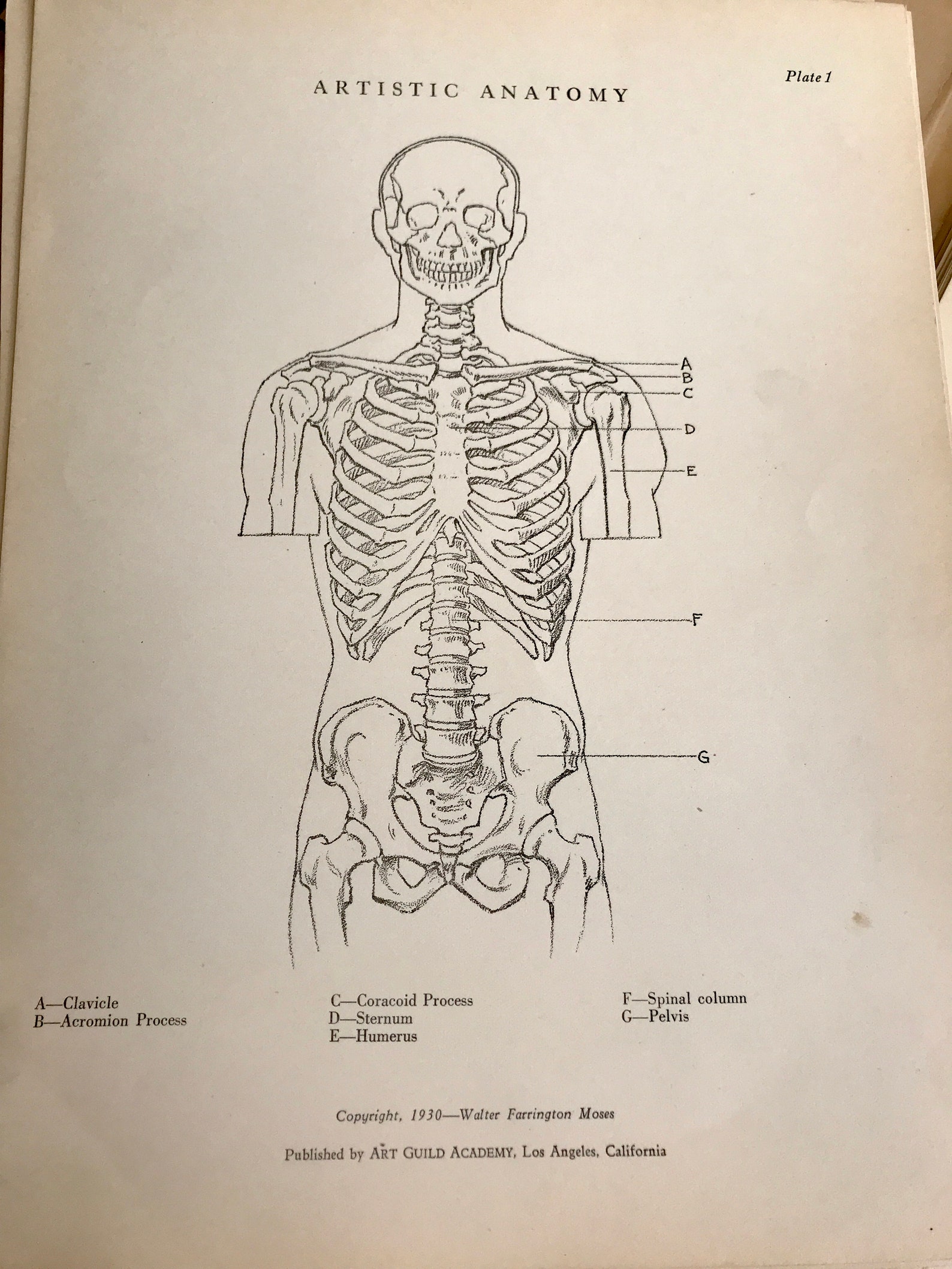 Antique Human Anatomy Illustrations 1930 Artistic Anatomy | Etsy