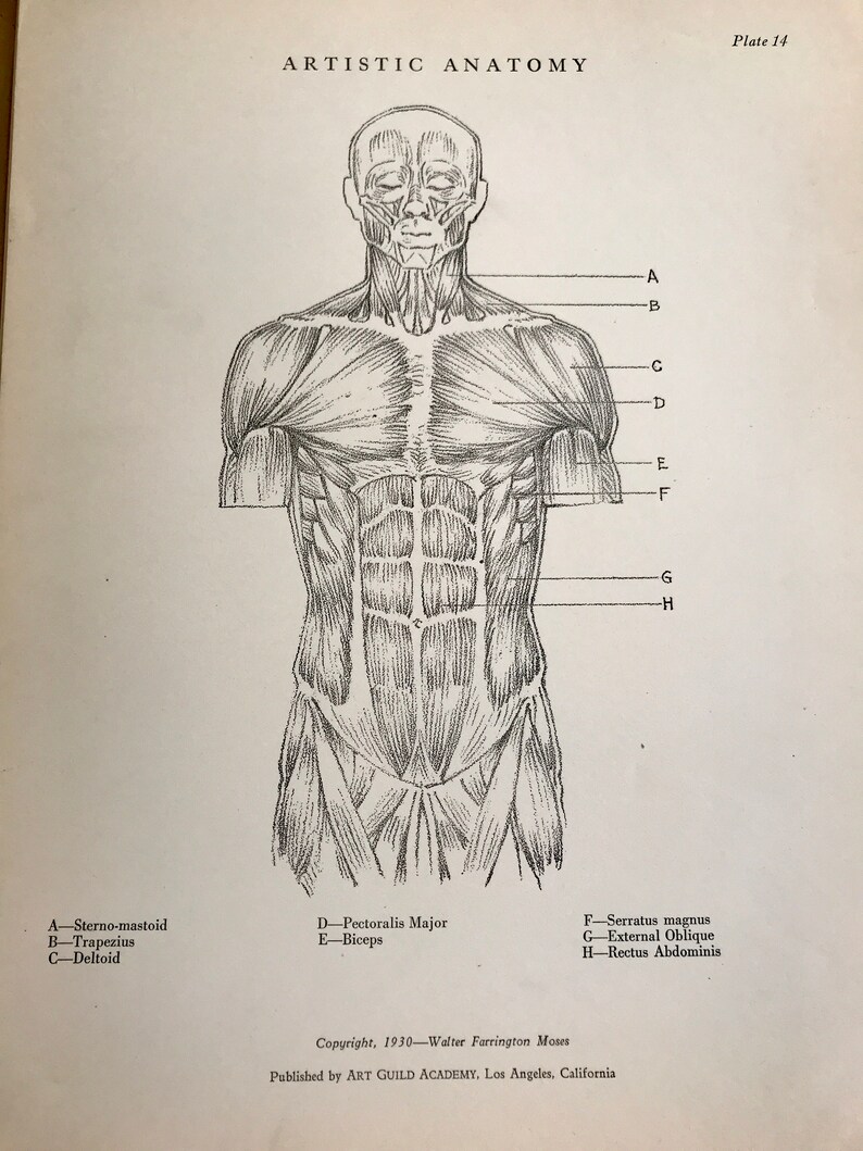 Antique Human Anatomy Illustrations 1930 Artistic Anatomy | Etsy