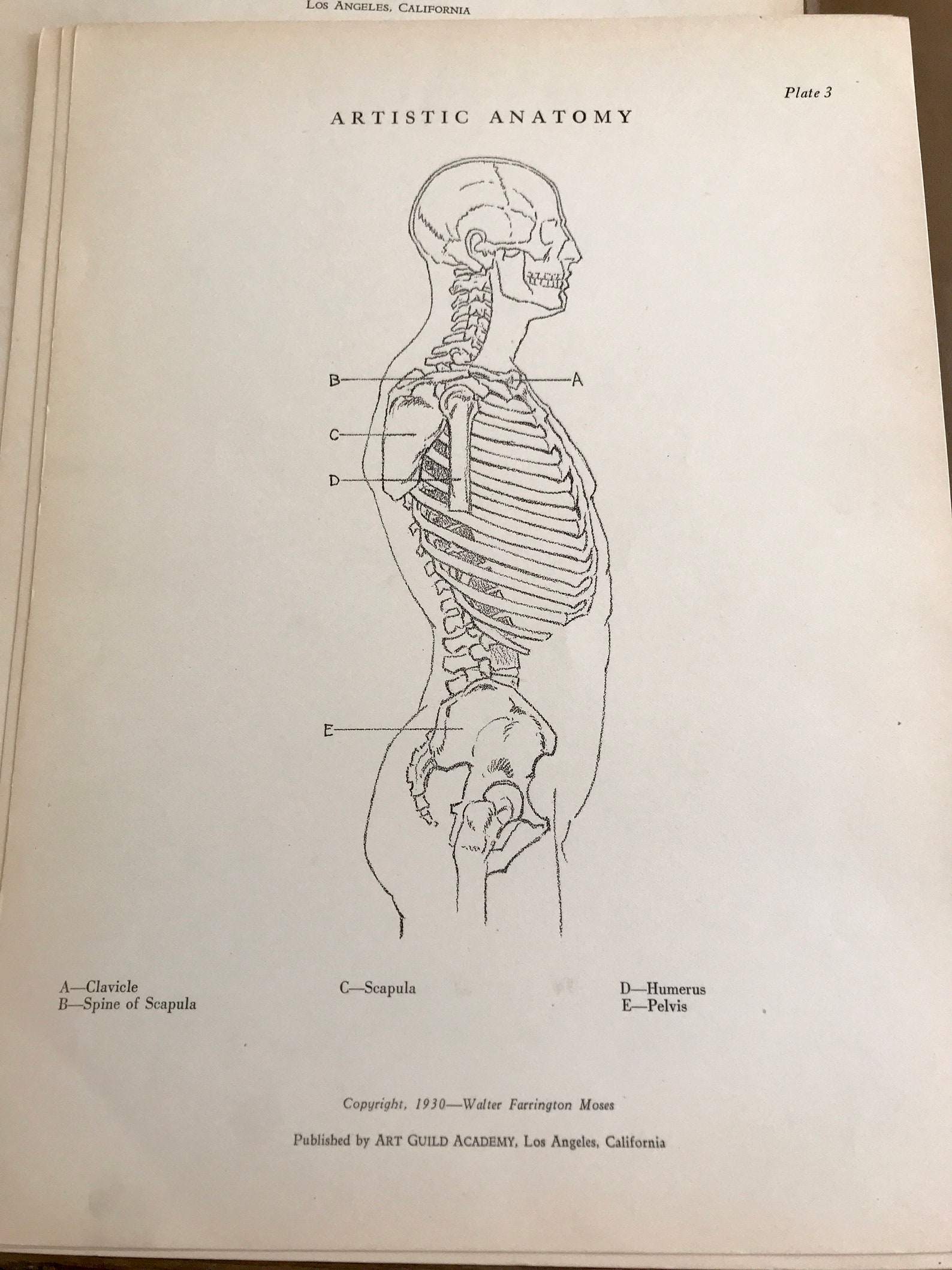 Antique Human Anatomy Illustrations 1930 Artistic Anatomy | Etsy