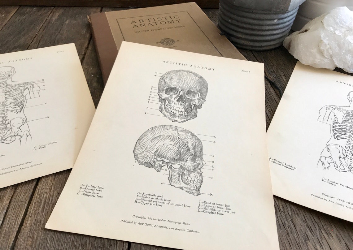 Antique Human Anatomy Illustrations - 1930 Artistic Anatomy Set of 50 ...