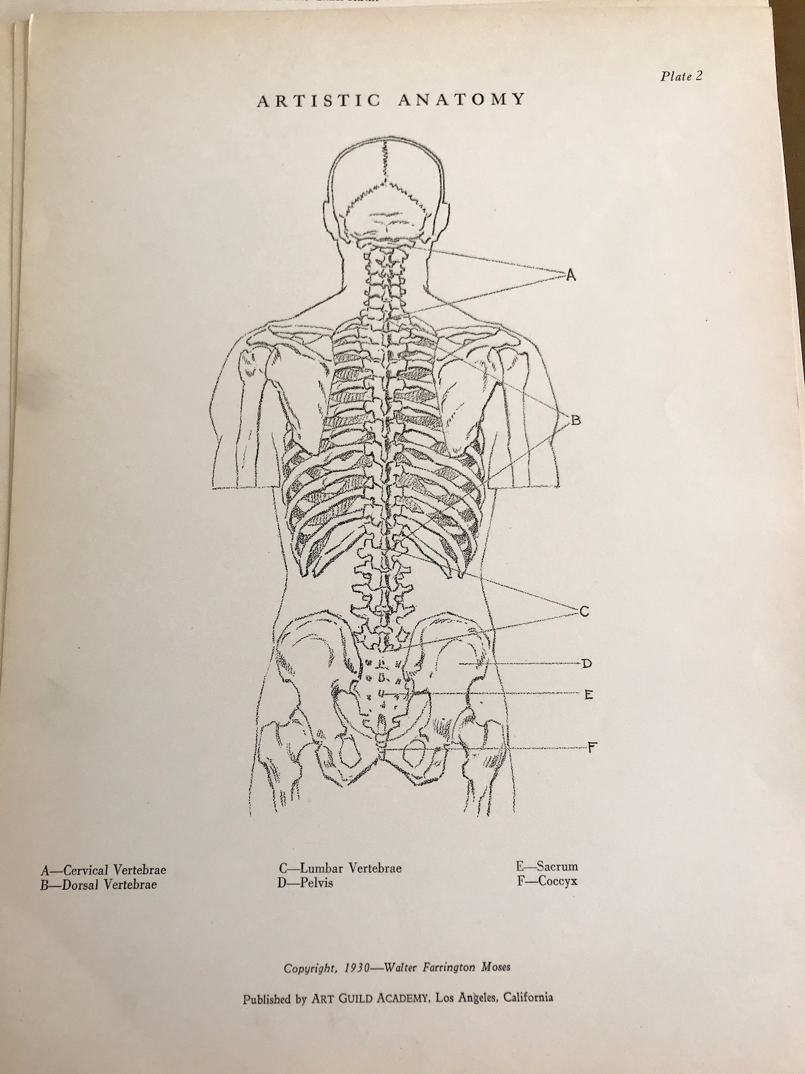 Antique Human Anatomy Illustrations 1930 Artistic Anatomy - Etsy