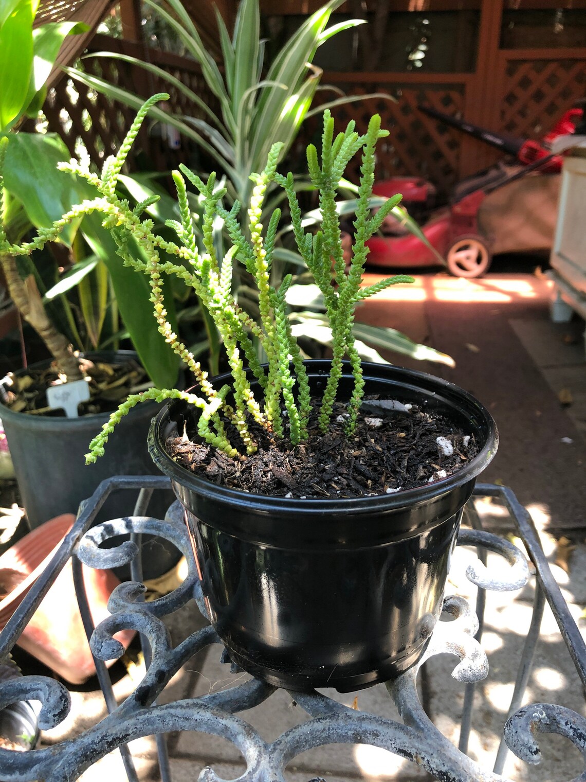 Beautiful Watch Chain Plant Succulent Live Plant | Etsy