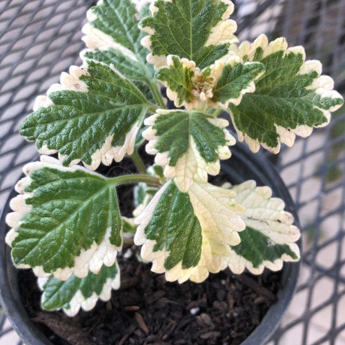 Plectranthus Coleoides Variegata Variegated Swedish Ivy - Etsy