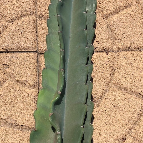 Catus Plants Live - Etsy