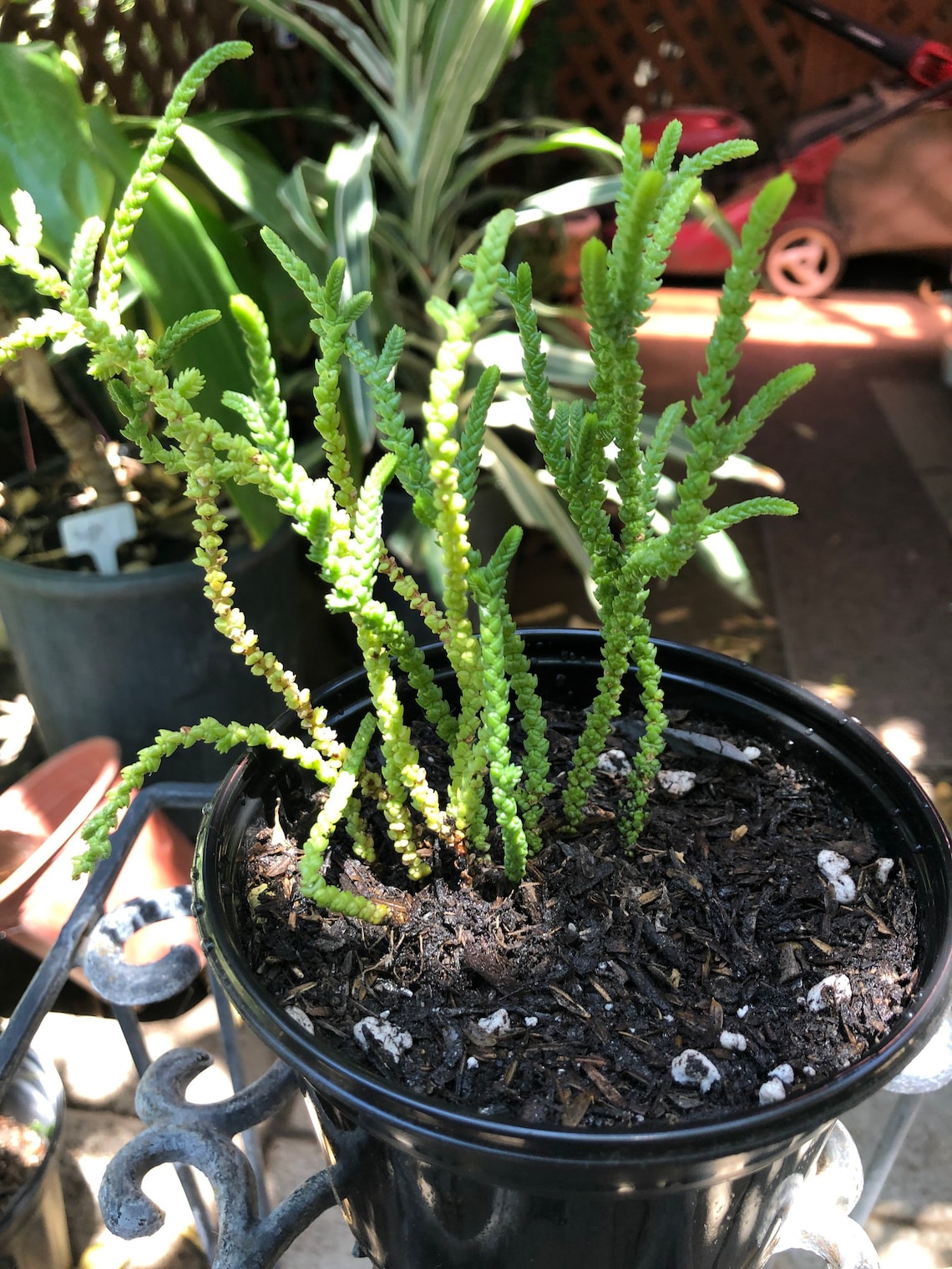 Beautiful Watch Chain Plant Succulent Live Plant - Etsy