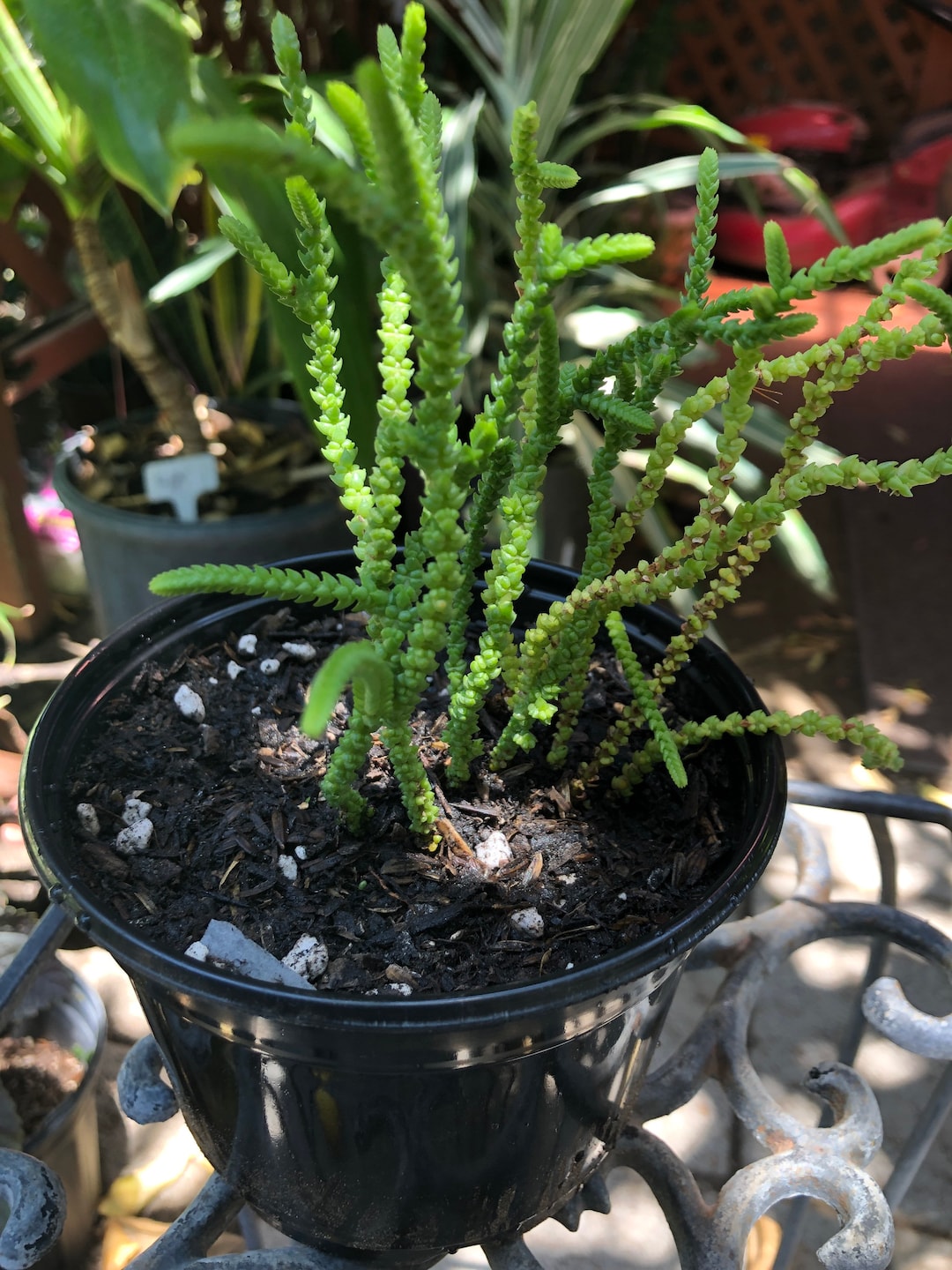 Beautiful Watch Chain Plant Succulent Live Plant - Etsy