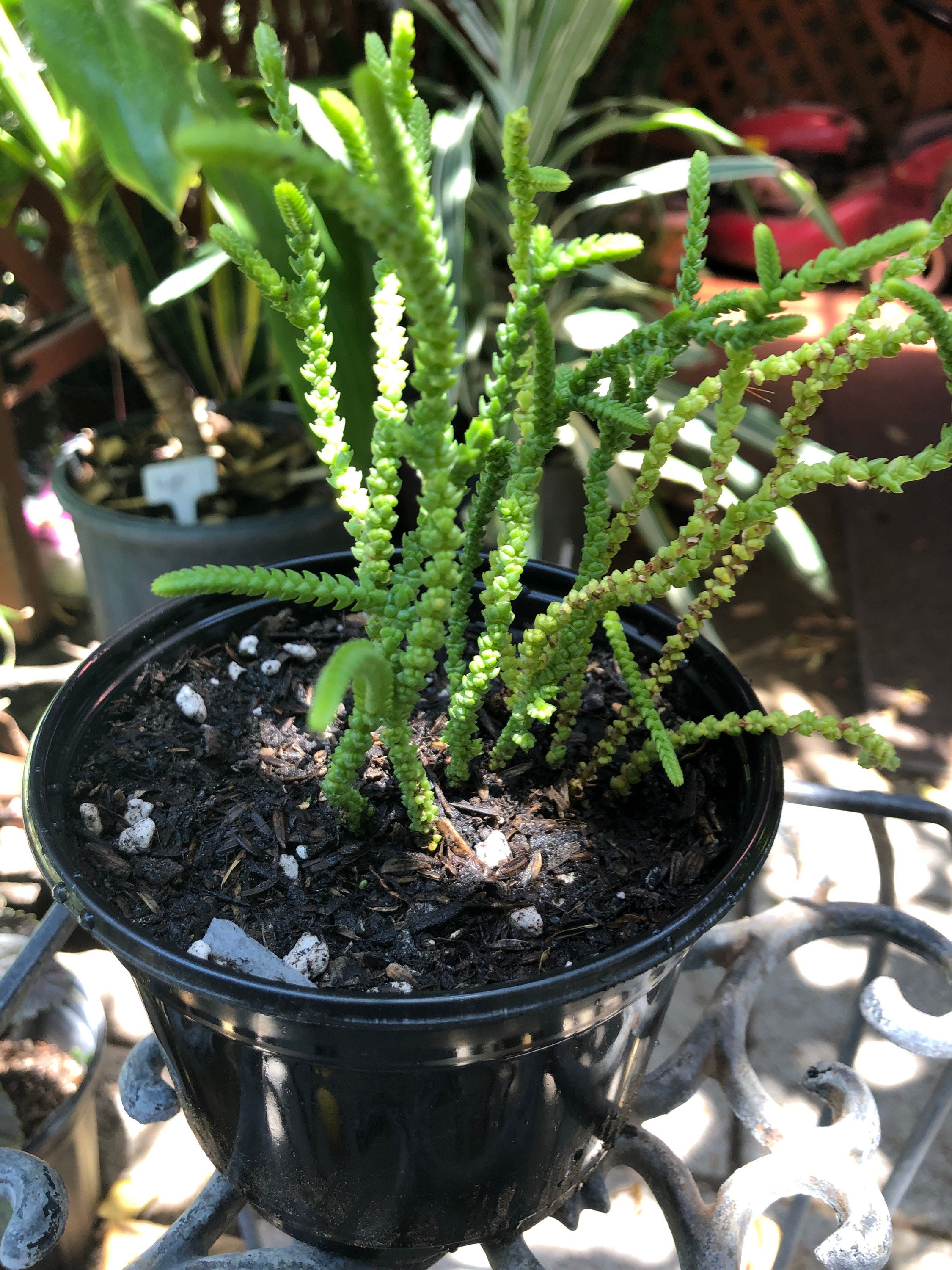 Beautiful Watch Chain Plant Succulent Live Plant - Etsy