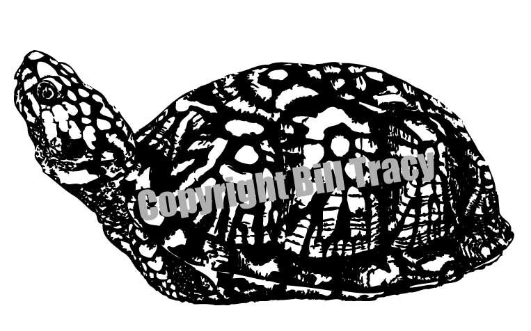Eastern Box Turtle SVG Files for Laser Engraving Cricut Etc. - Etsy