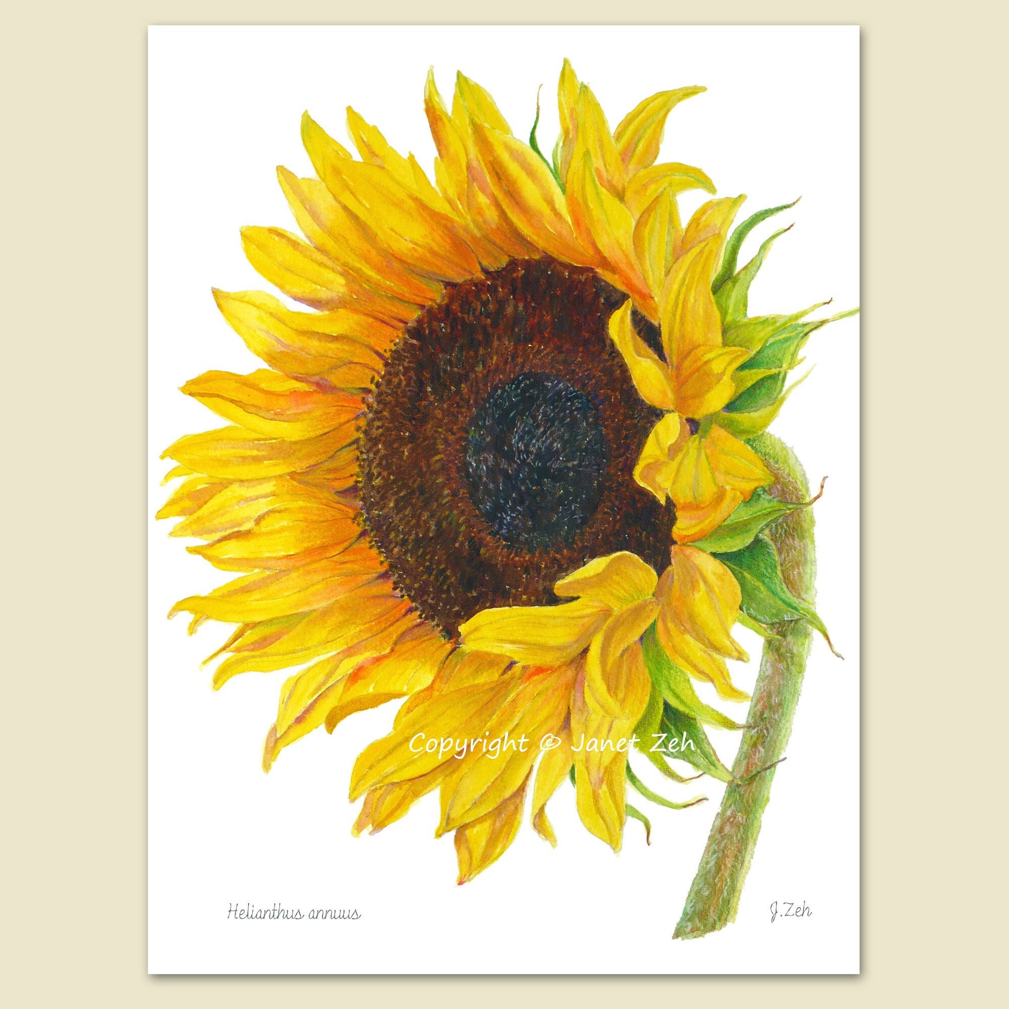 Helianthus Annuus Flower