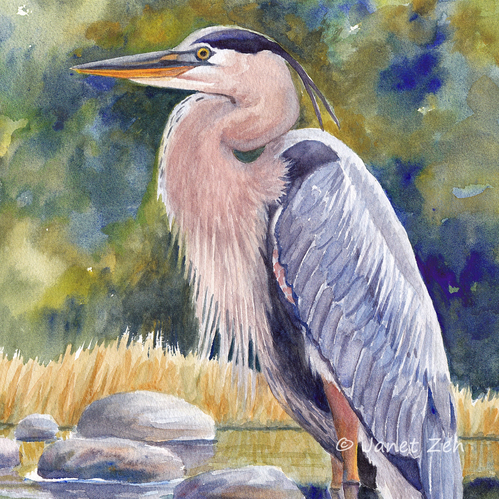 Great Blue Heron Large Print on watercolor paper Vertical | Etsy