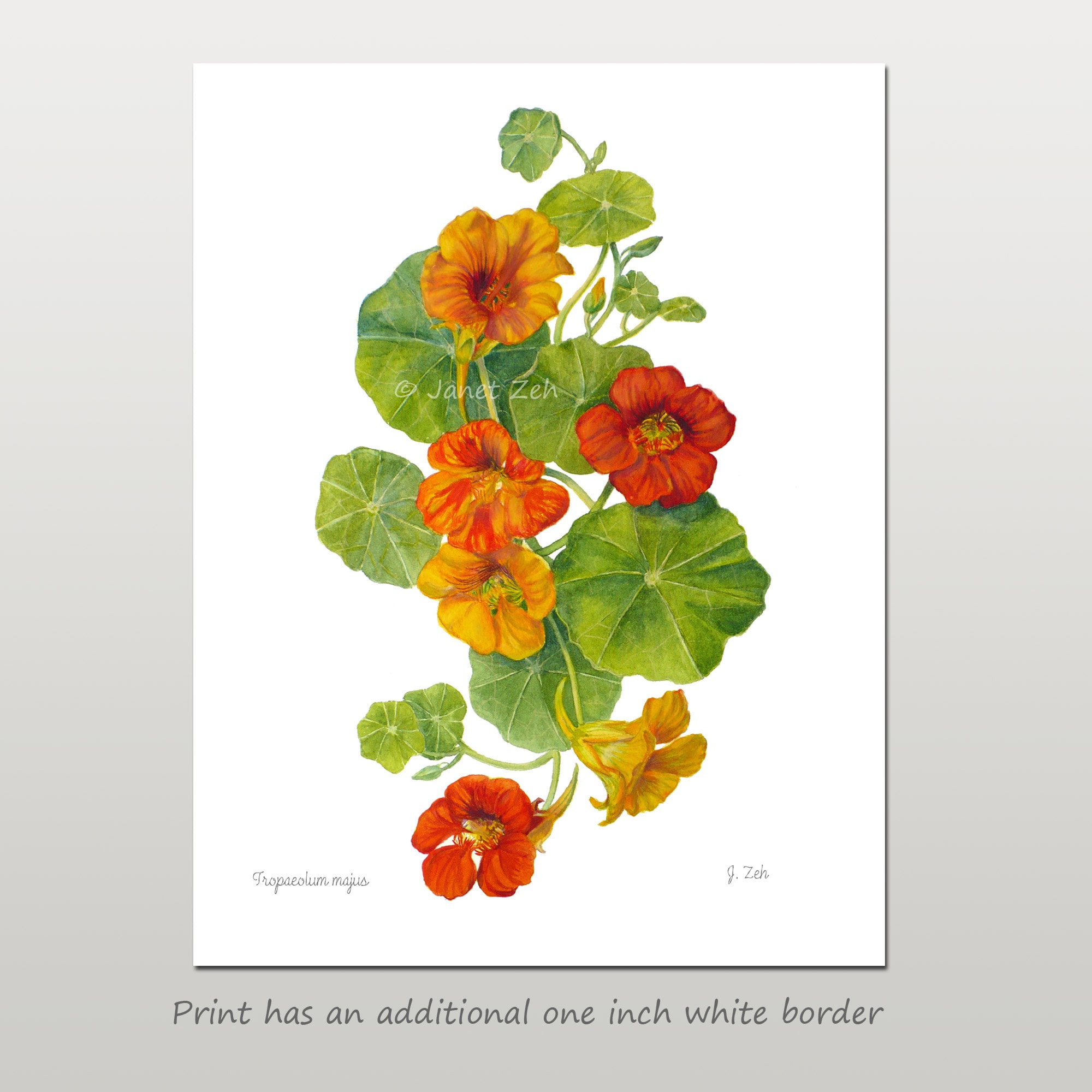 Floral luminous Wall Art Gift art for her botanical watercolor Capucine ...