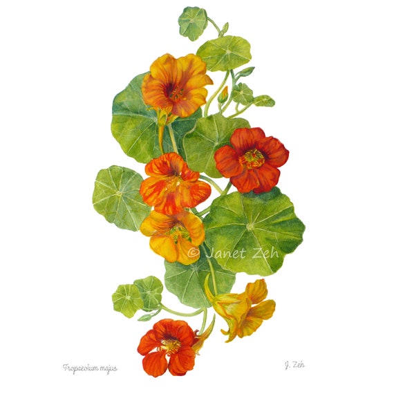 Nasturtiums Botanical Print Watercolor Flower Wall Art - Etsy