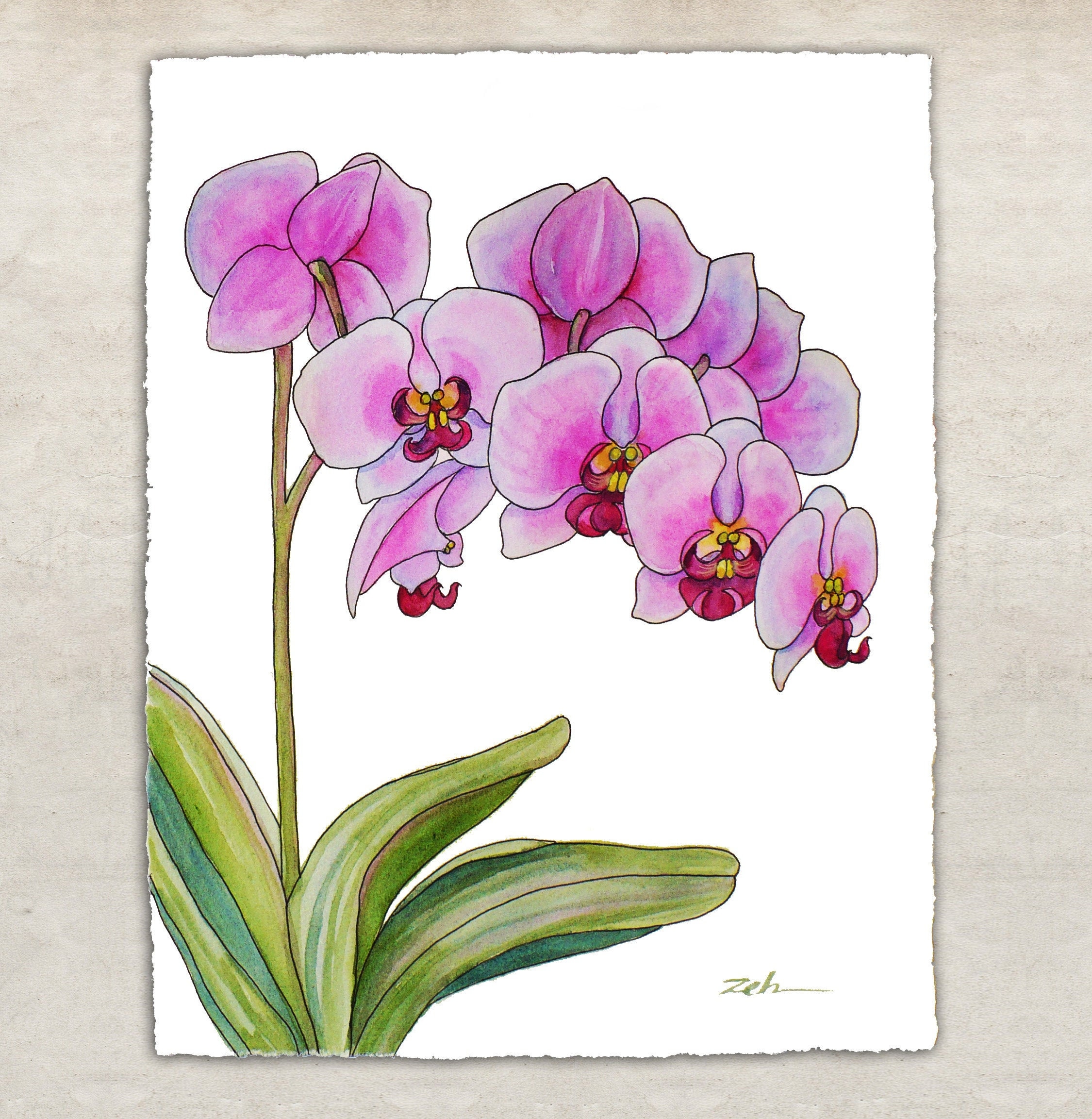 Orchid Painting Watercolor