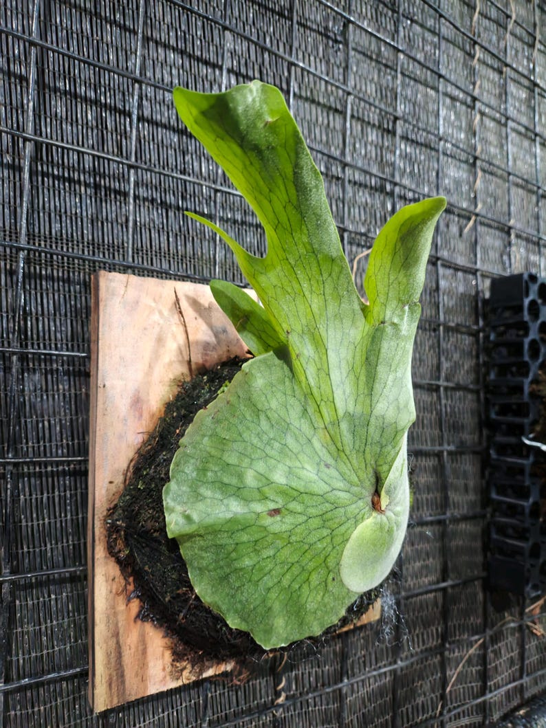 Platycerium Platy. Wandae Beauty Plant Healthy Plants Good Real Picture ...