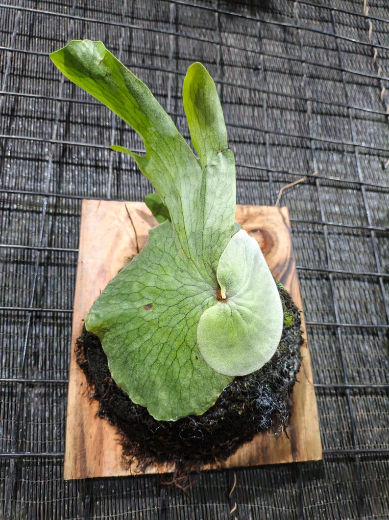Platycerium Platy. Wandae Beauty Plant Healthy Plants Good Real Picture ...
