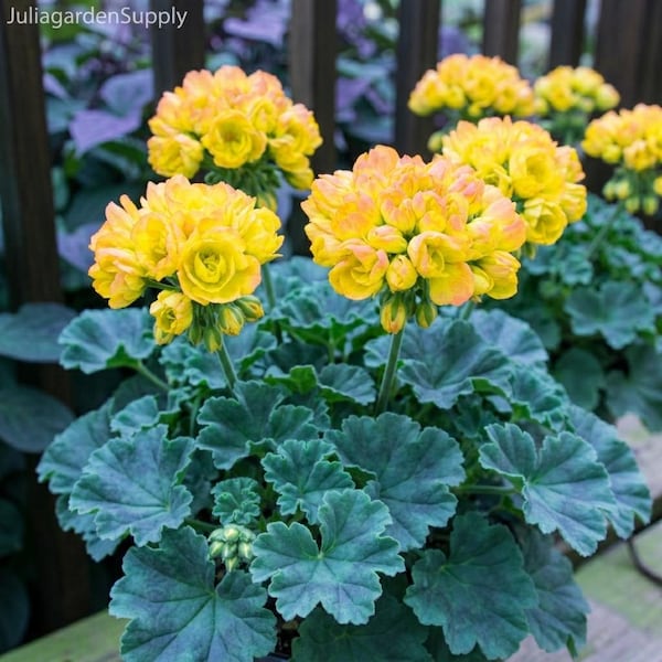 Yellow Geraniums Plant - Etsy UK