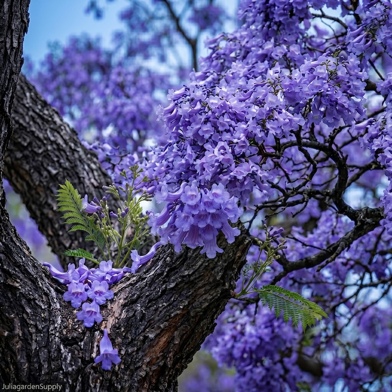 Jacaranda Plant Bonsai - Etsy UK