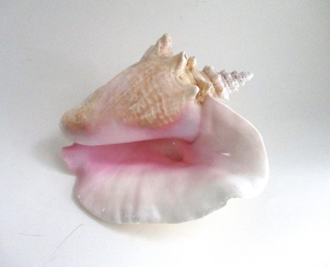 Large Genuine Queen Conch Shell - Etsy