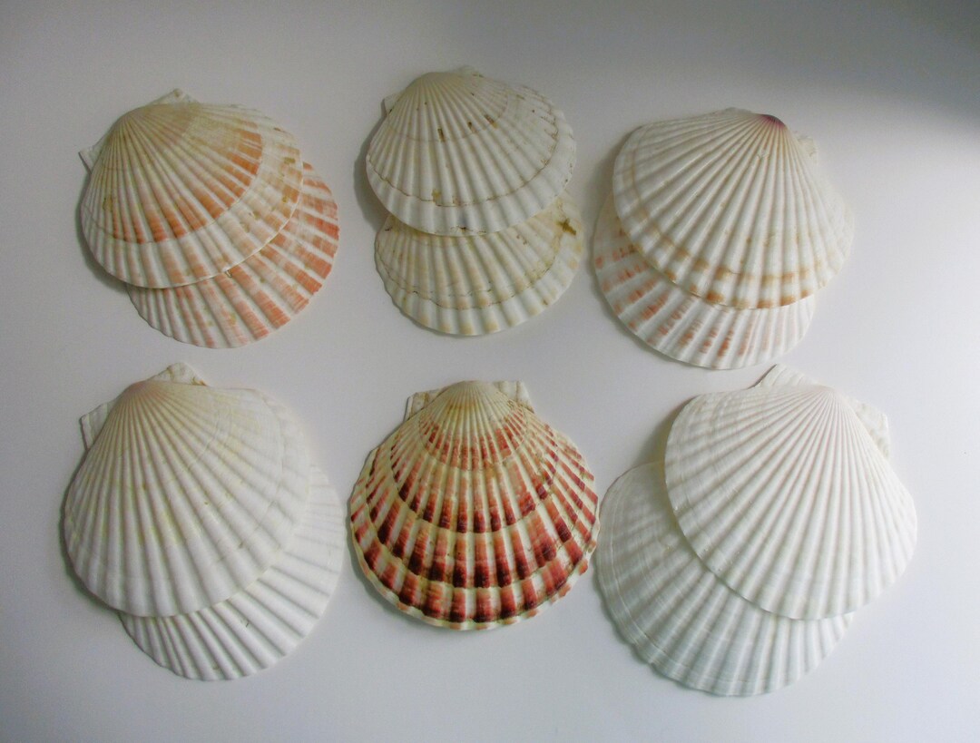 Nobel Pectin Scallop Shells Serving Dish Seafood Plate Craft Supply - Etsy