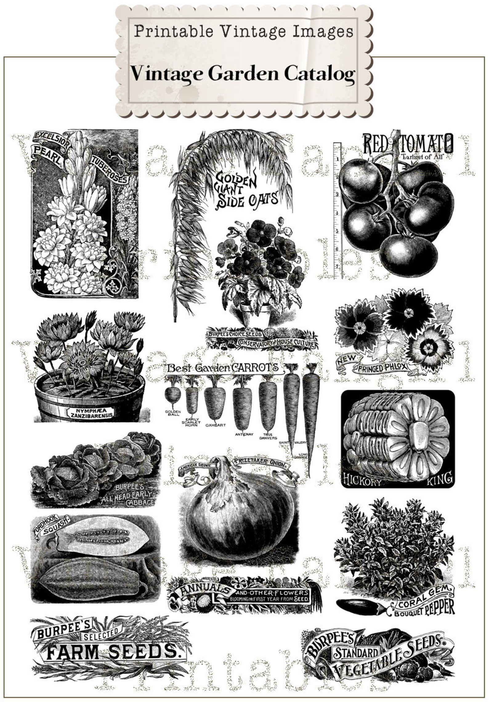 NEW Vintage Garden Seed Catalog Clip Art Collection - 100% Scalable ...