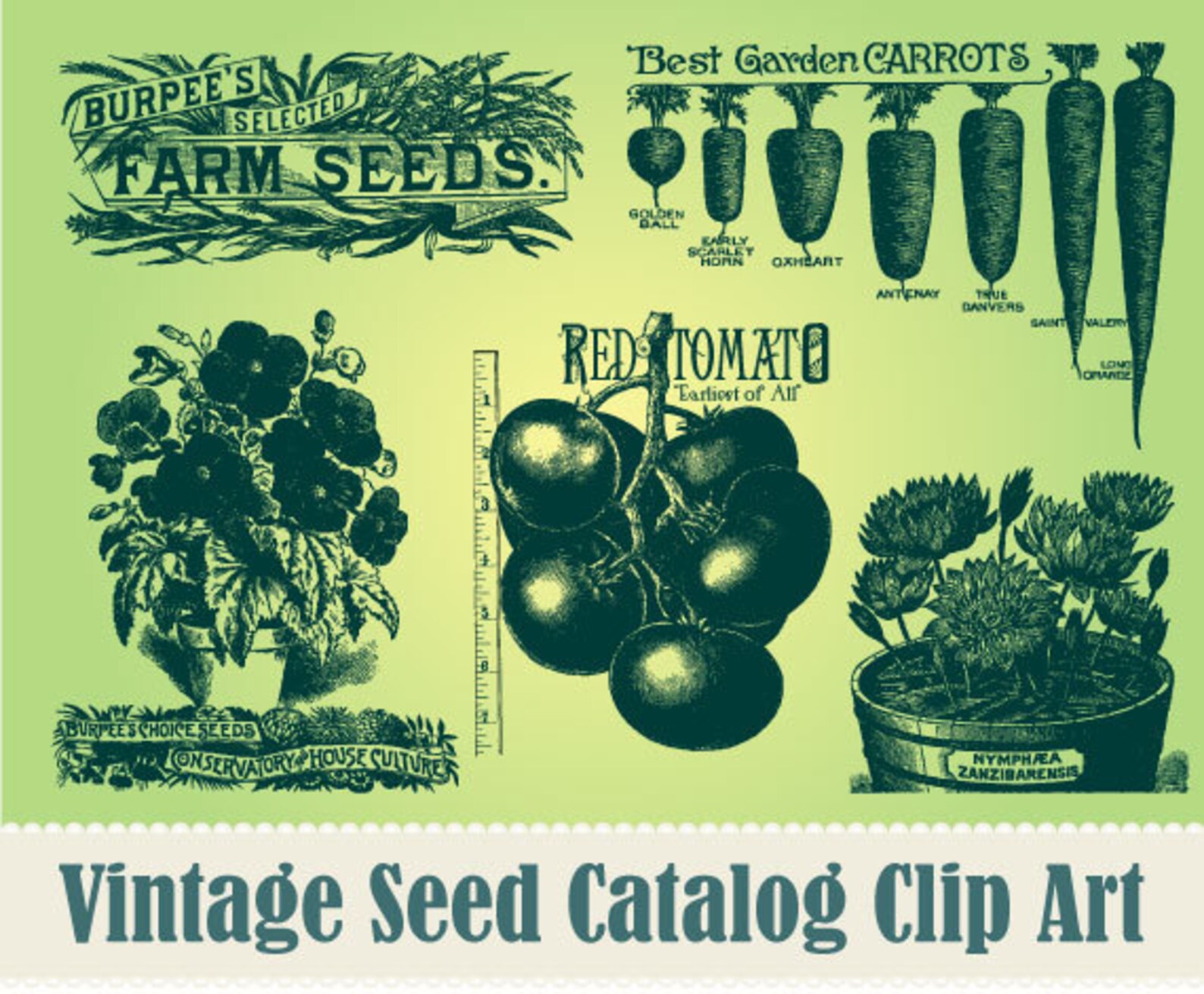 NEW Vintage Garden Seed Catalog Clip Art Collection - 100% Scalable ...