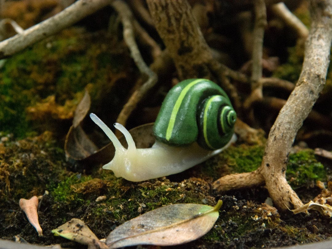 Miniature Snail Clay Sculpture, OOAK Handmade Animal Figurine, Mini ...