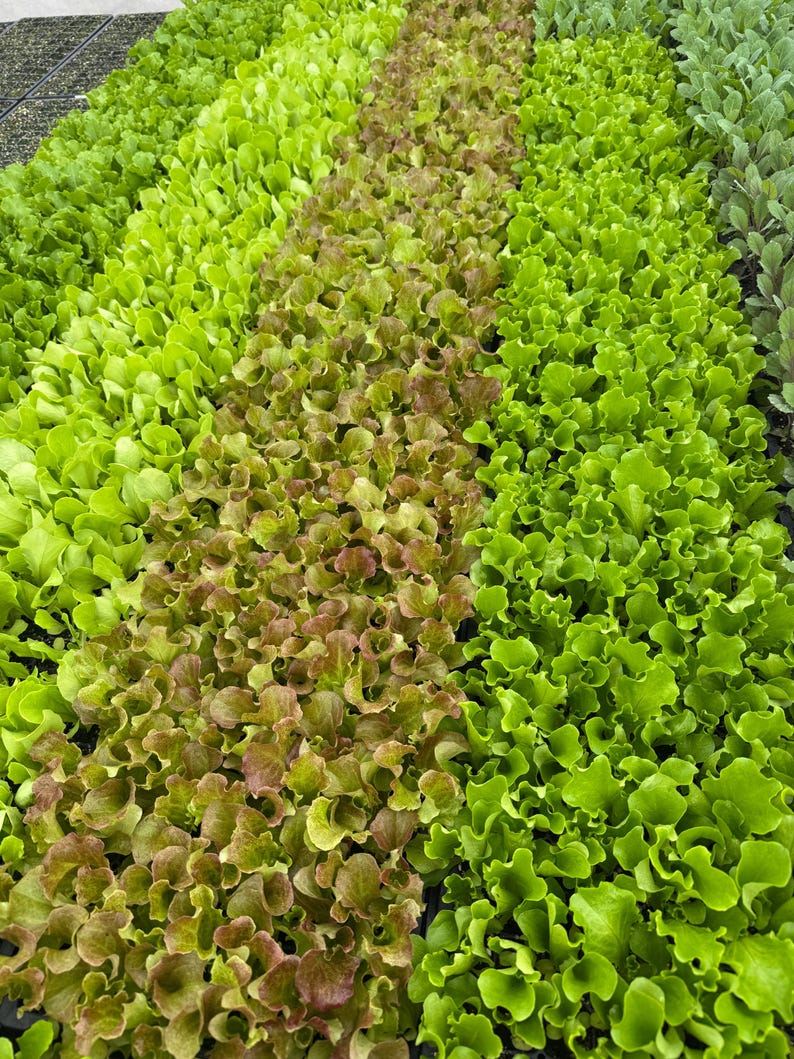 Green Leaf Lettuce Starter Live Plants (4 Seedlings) - Etsy