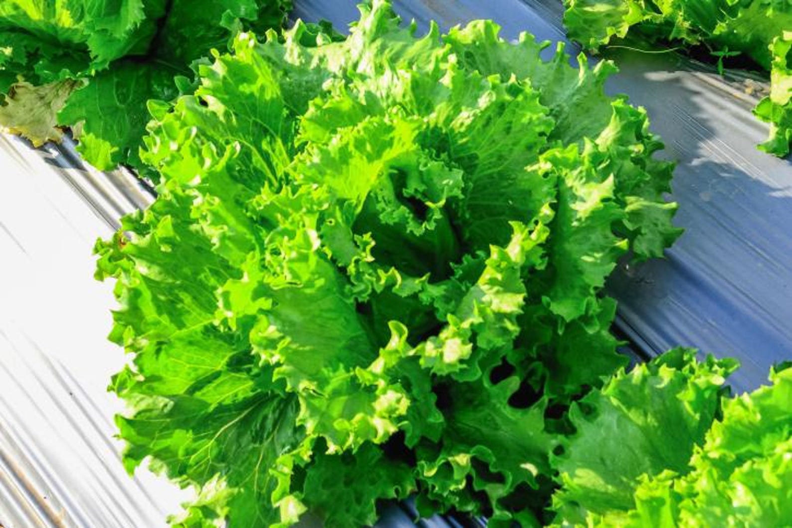 Green Leaf Lettuce Starter Live Plants (4 Seedlings) - Etsy