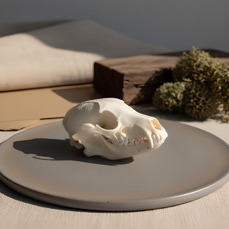 Raccoon Skull Replica Synthetic Resin Vulture Culture Display 12cm ...