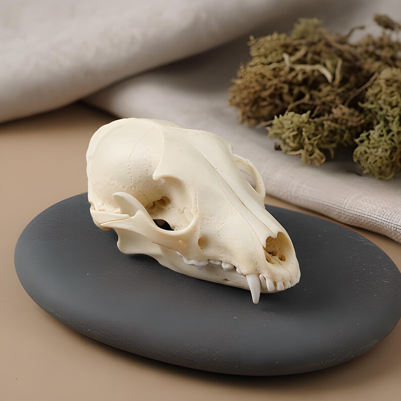 Raccoon Skull Replica Synthetic Resin Vulture Culture Display 12cm ...